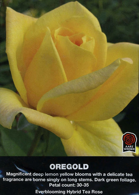 MARIETTE'S BACK TO BASICS: {Our New Roses from Costco}