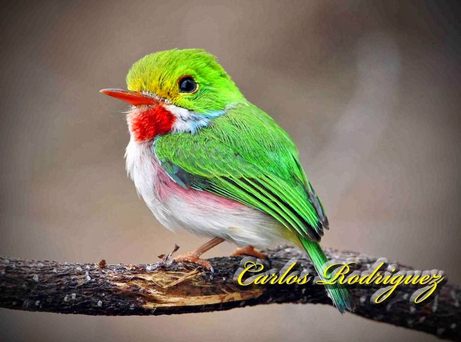 Tierra de Calaos y del Martín pescador: Barrancolí cubano (Todus ...