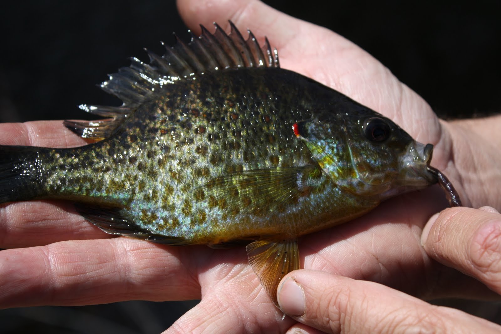 Catch-M-All: A Kibbie By Any Other Name