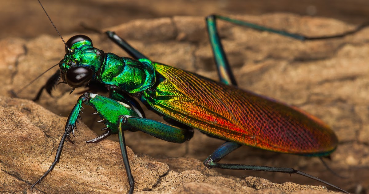 Real Monstrosities: Iridescent Bark Mantis