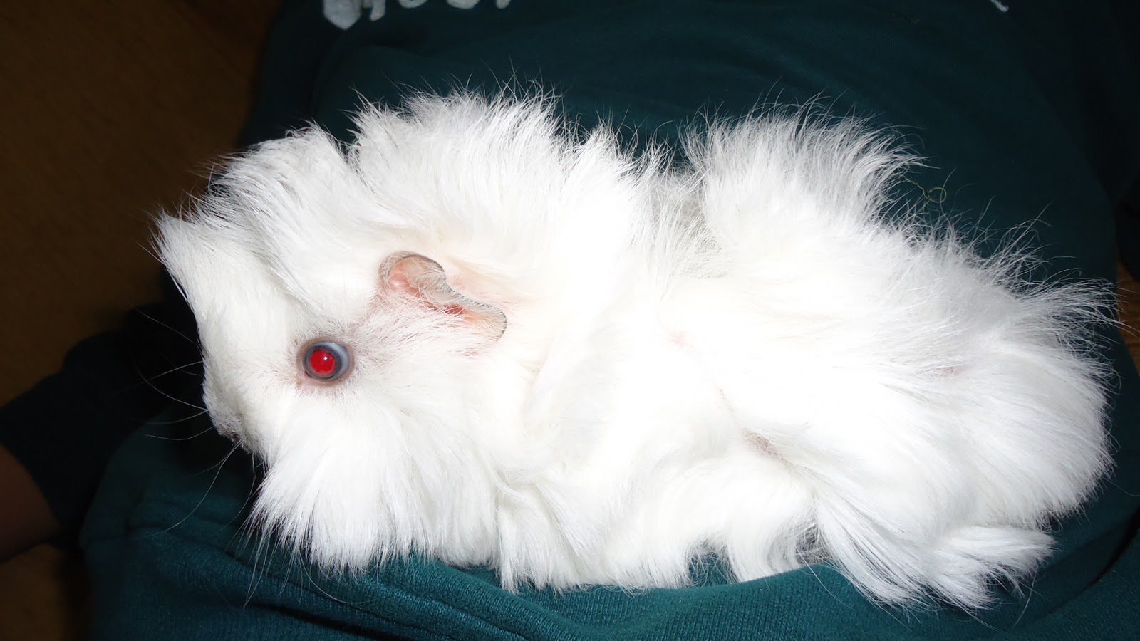 MEHMET YAKARTEPE: 11 apollon yavru,anne,mini,minik,ufak,1 2 genç bebe ...