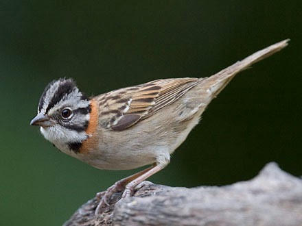 Pássarros livres vida saudavel: Tico-tico