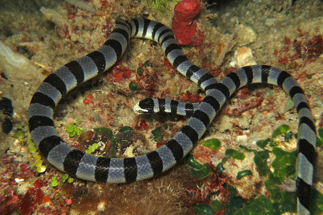 Ular Asli Indonesia: Ular Laut Erabu (Laticauda colubrina)