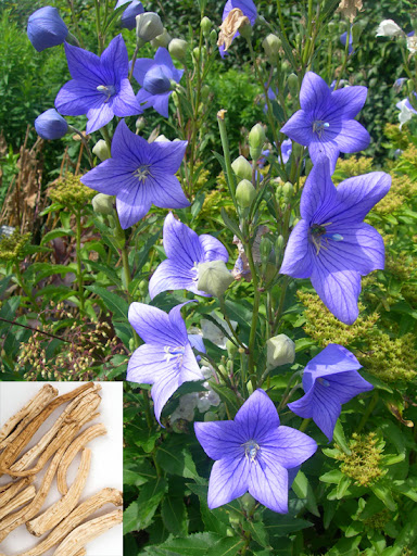Platycodon root (Jiegeng)-Platycodon grandiflorum-Radix Platycodi ...