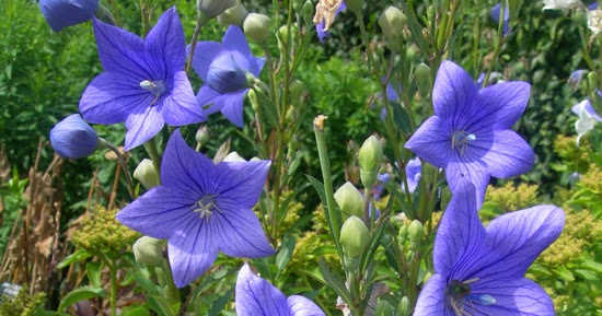 Platycodon root (Jiegeng)-Platycodon grandiflorum-Radix Platycodi ...