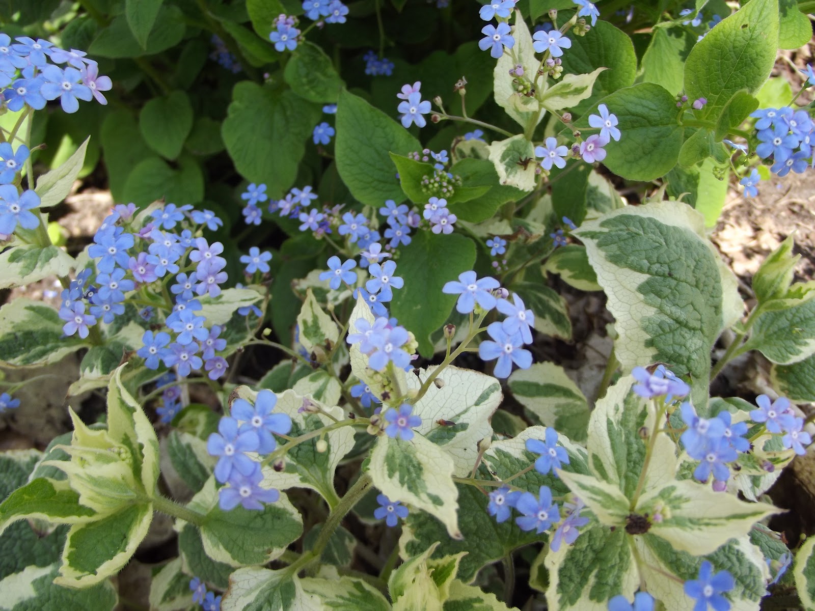 In The Garden: Forget-Me-Nots, Brunnera