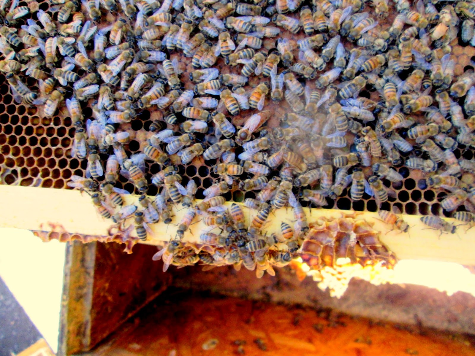 Linda's Bees: Moving Day for Polar Bees