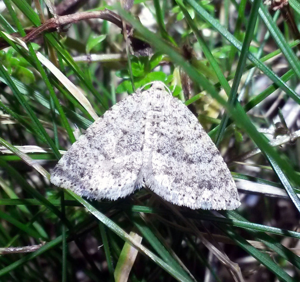 Newhaven Wildlife News From The Moth Trap February 2016