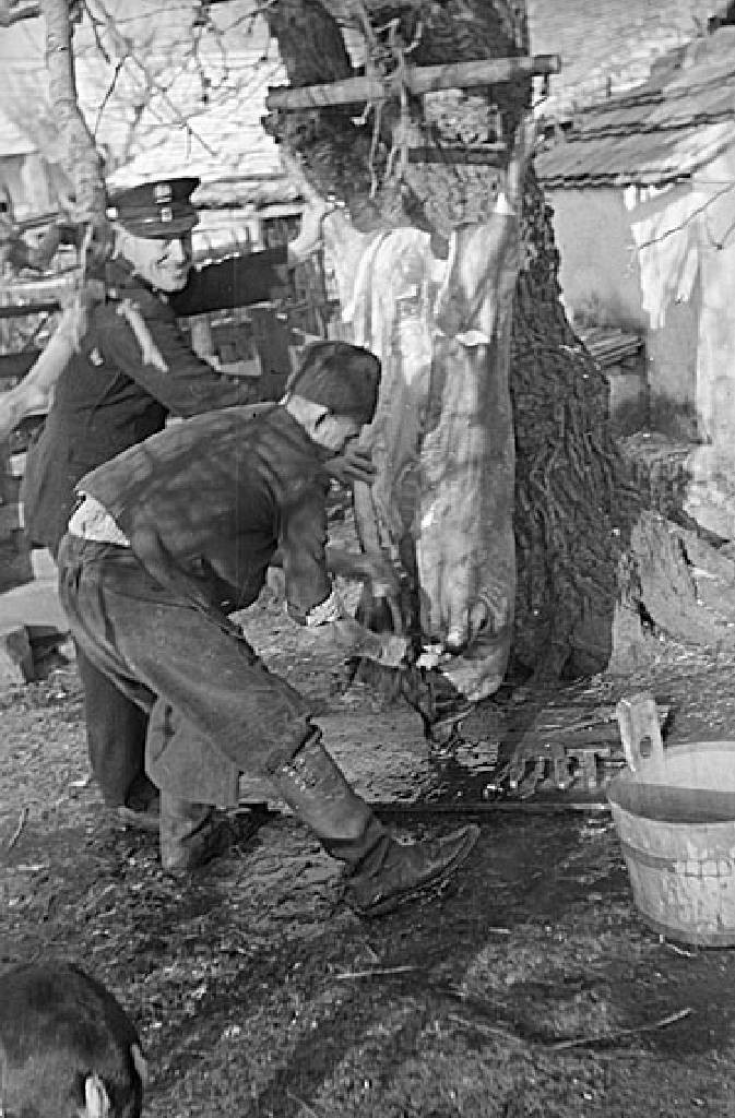 Anikó oldala: Disznóvágás, disznótor a néphagyományban