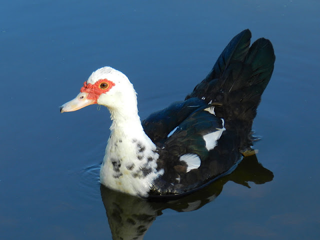 A Sufi's Journey...: Pretty Duck!