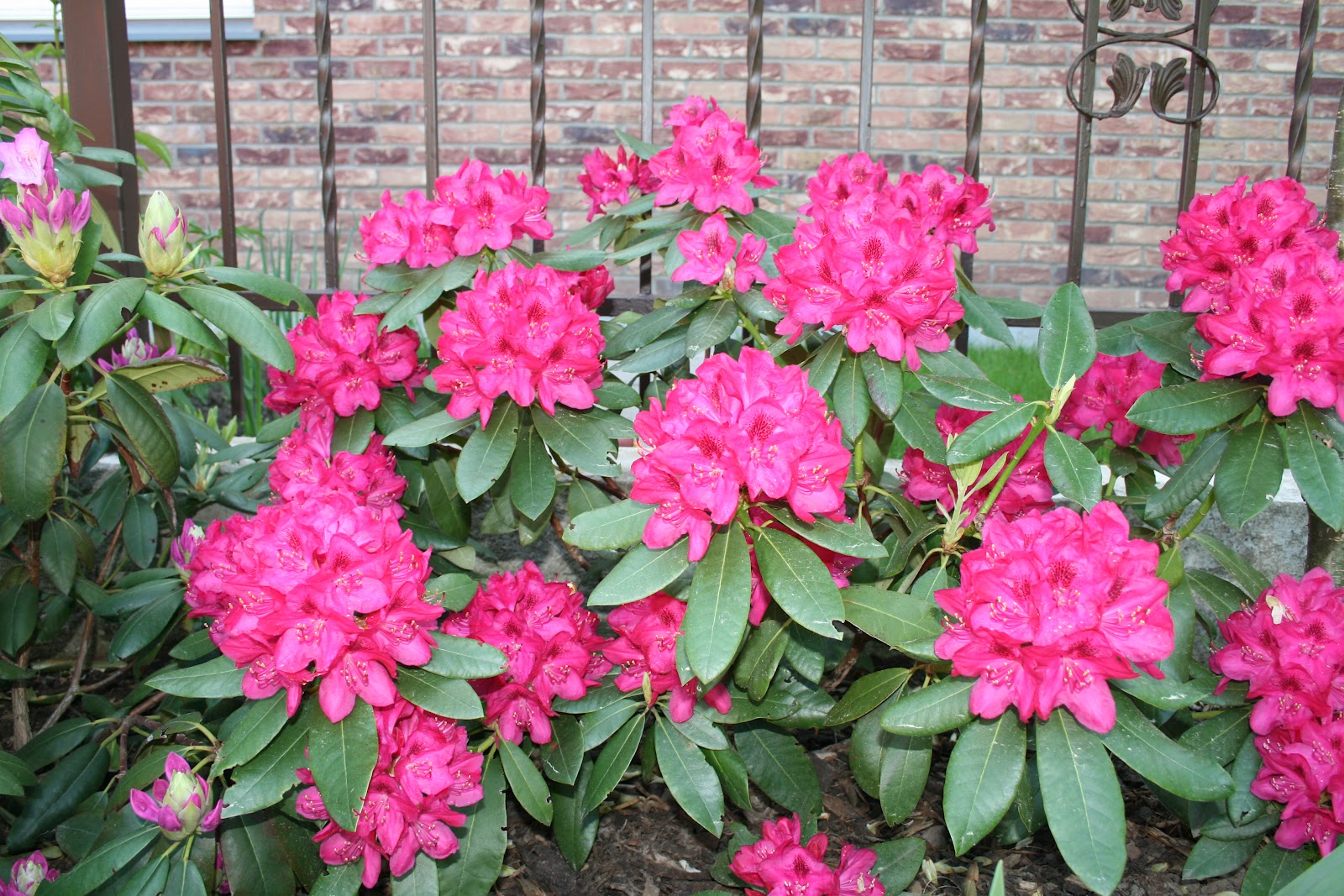 GARDEN STORIES: RODODENDRAI IR Co