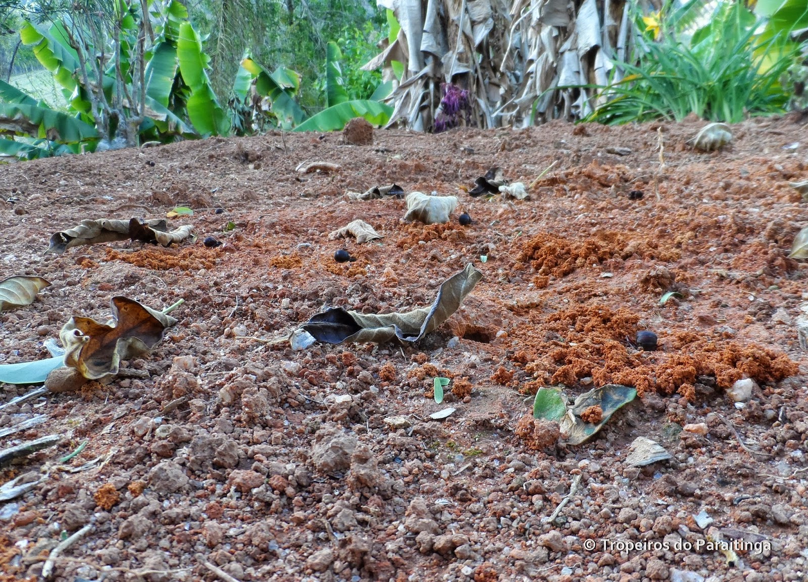 √i√a São Luiz do Paraitinga - SP: Caça as Formigas (Iça)