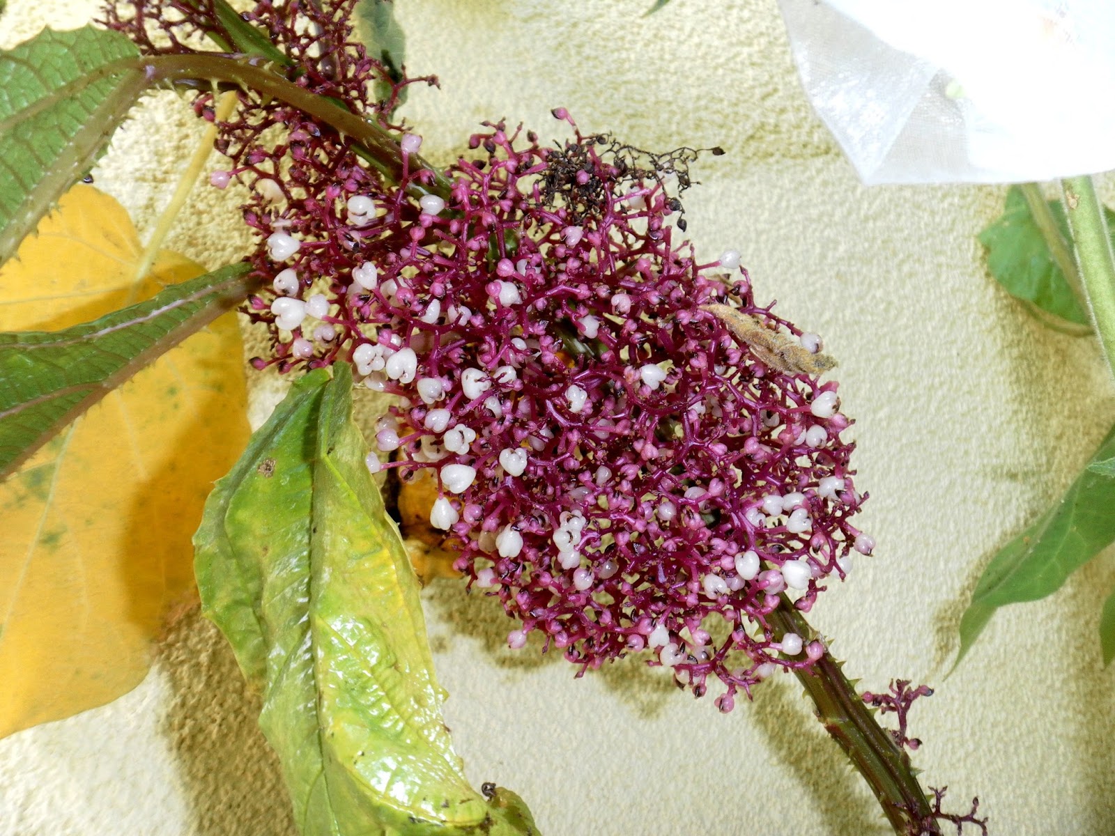 Scirpidiella's Plants: Urtigão, Shrubby Nettle (Urera cf. nitida)