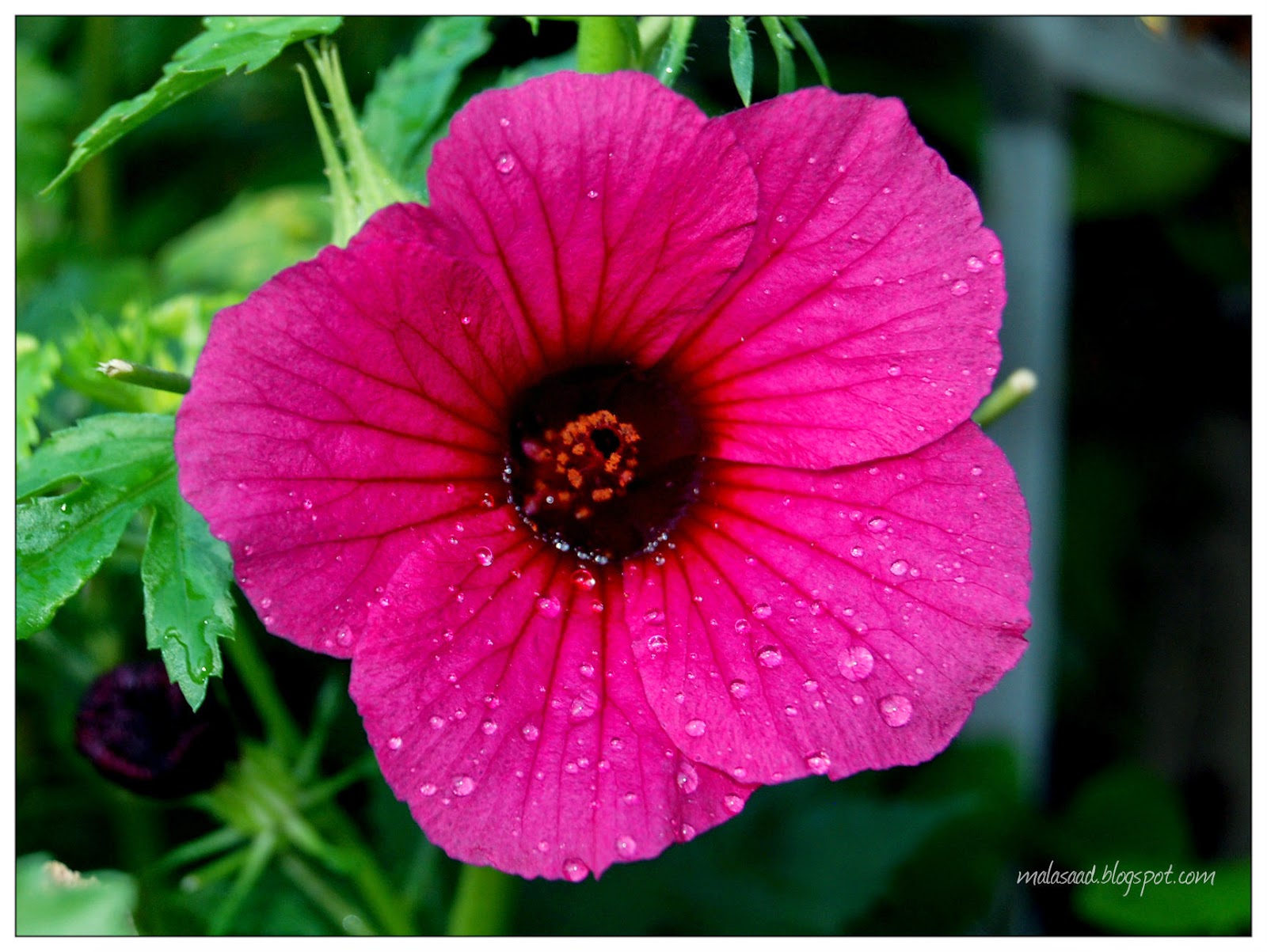 My Green Eye's: Hibiscus Cannabinus - Kenaf