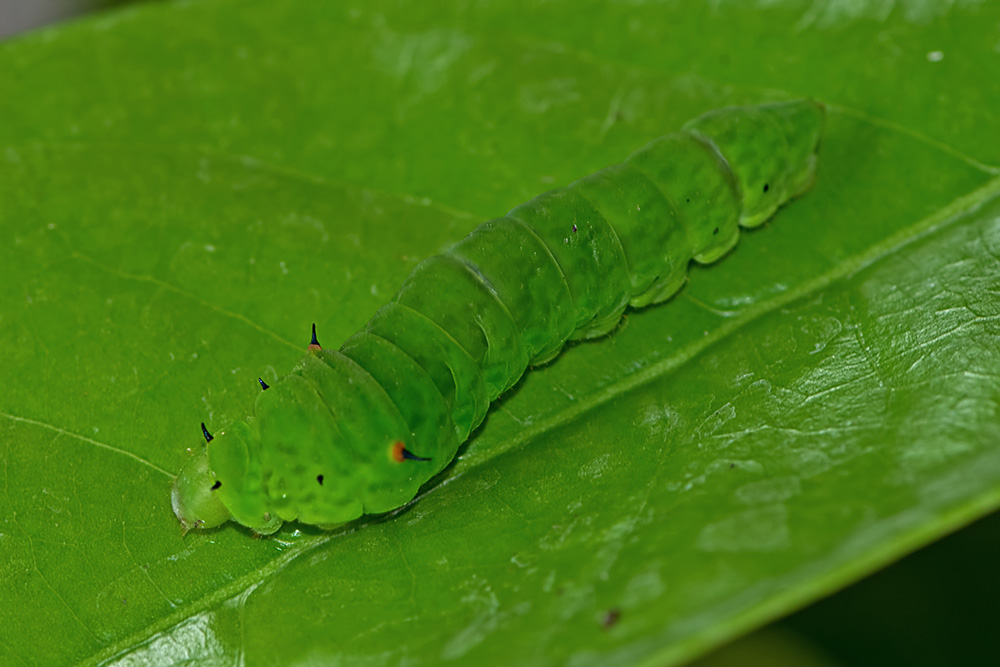 Graphium doson DATASHEET | BugsAlive