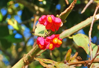 French wildlife and beekeeping: Spindle trees and a sunny December day.