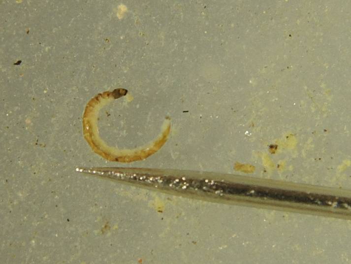 Queensland Coast: The Life of Biting Sandflies