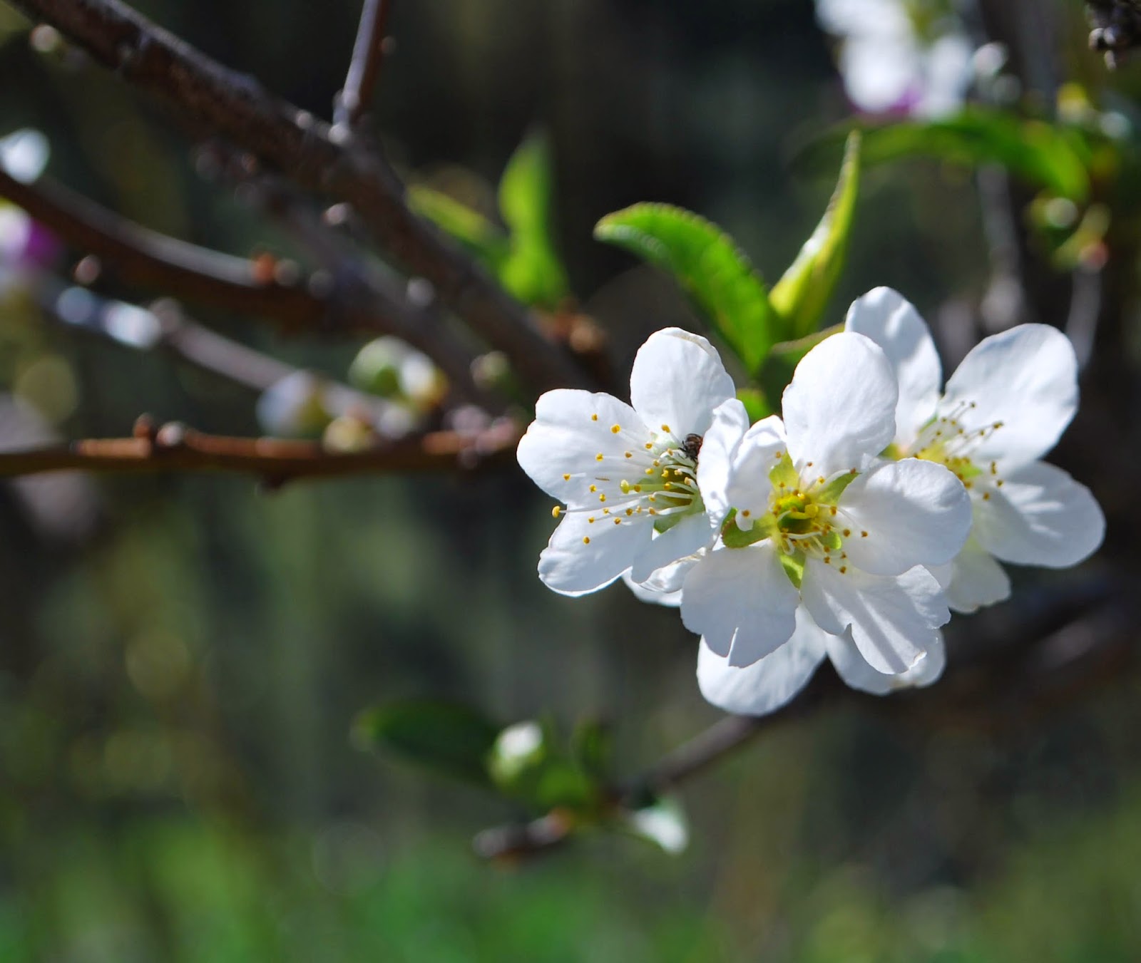 The Scratching Post: Plum Flowers