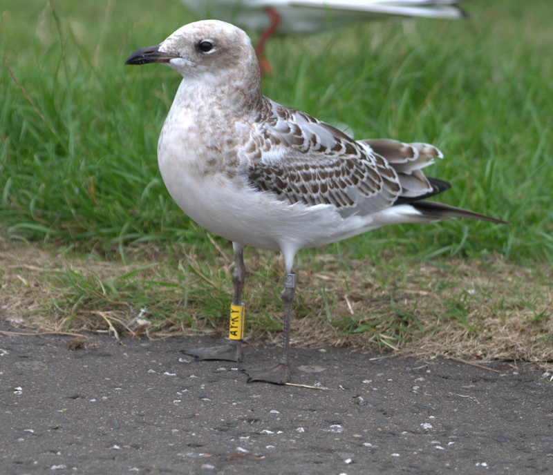 Causeway Coast Ringing Group: Colour Ringed Gulls and Waders