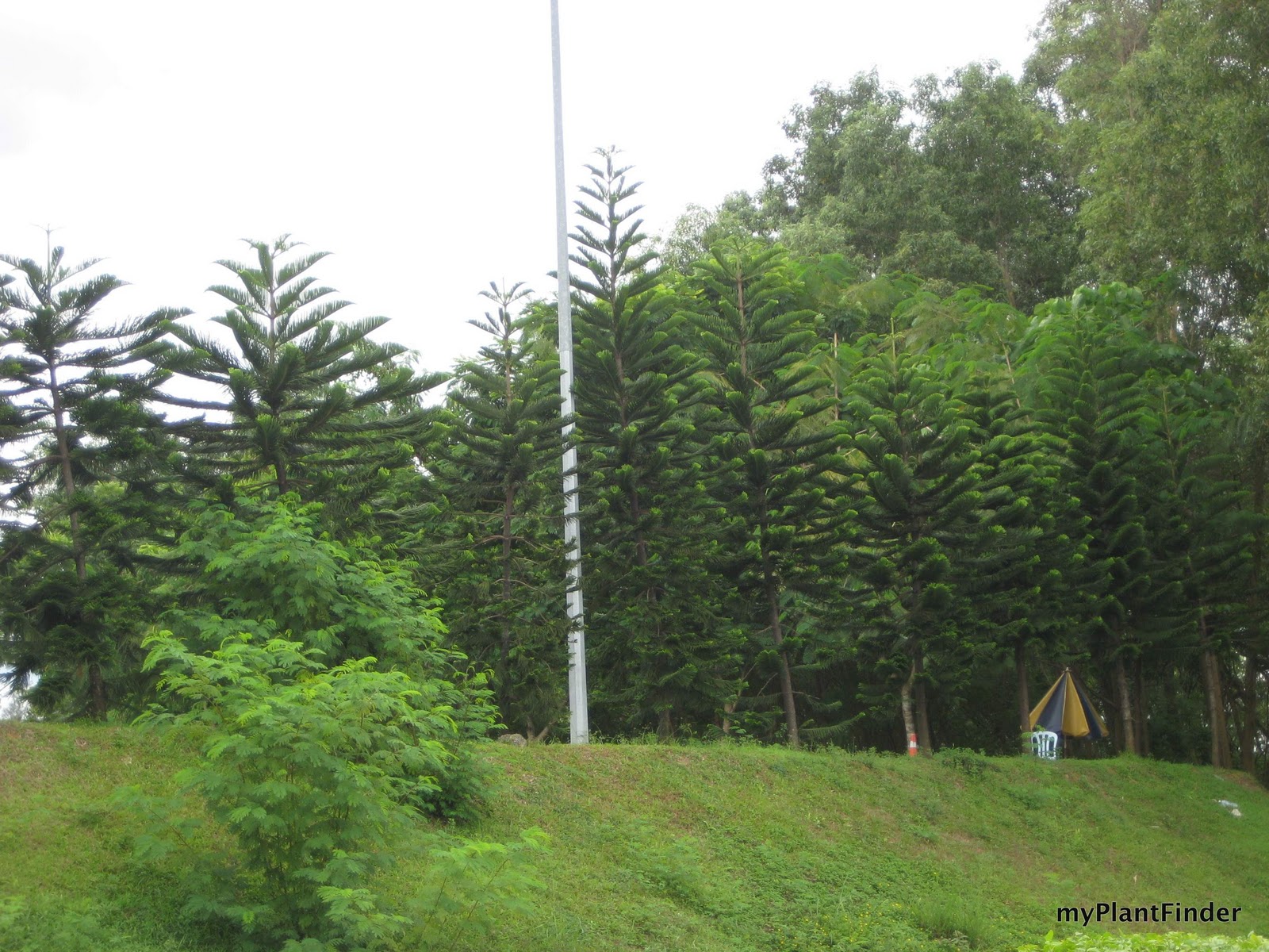 MY PLANT FINDER | Plant Guide: Araucaria heterophylla