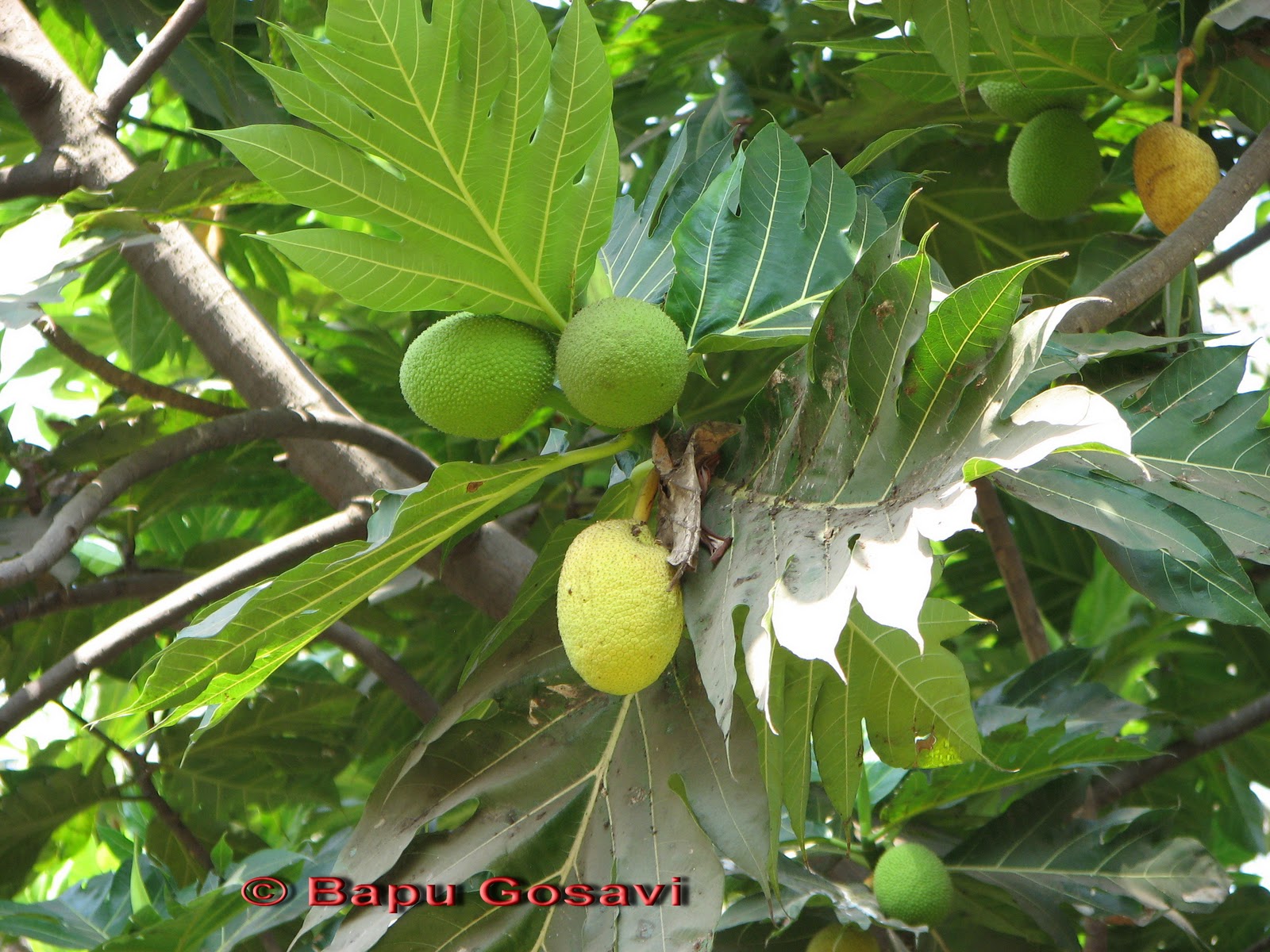 FLORA OF MAHARASHTRA: Neer Phanas, Bread fruit tree, Artocarpus incisa