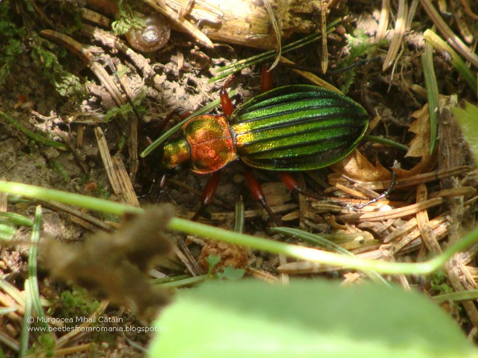Beetles from Romania: Carabus (Chrysocarabus) auronitens