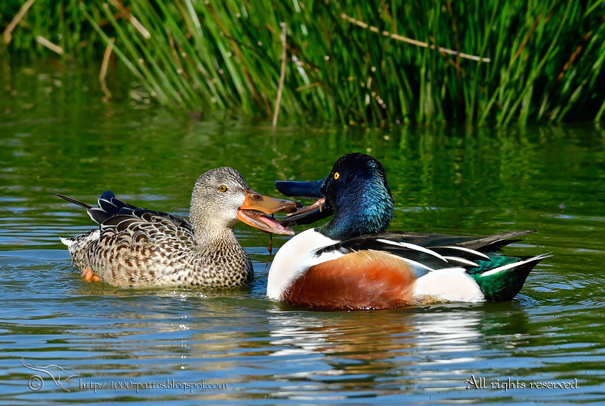 WILDLIFE GATEWAY: Prise de becs chez les Canards souchet et accouplement