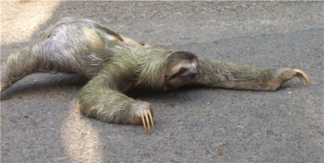 She means well, but...: Urban Safari: The ten-toed sloth
