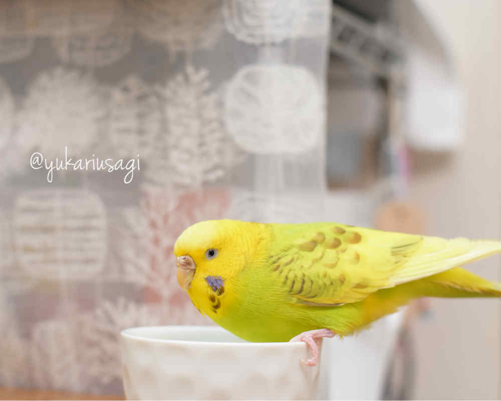 I m Not An Ordinary Budgie Express Your Feelings I m Not An Ordinary Budgie Express Your Feelings