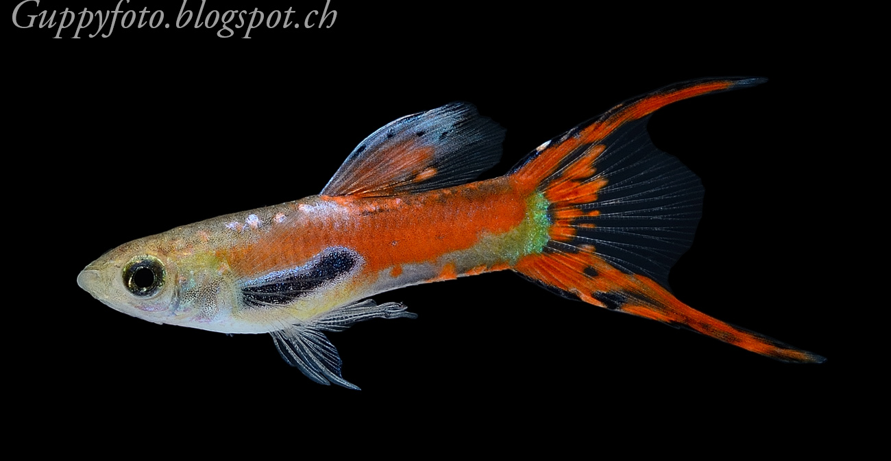 Guppyfoto: Red Scarlet Endler male x Coral Red DS Guppy female (F2)