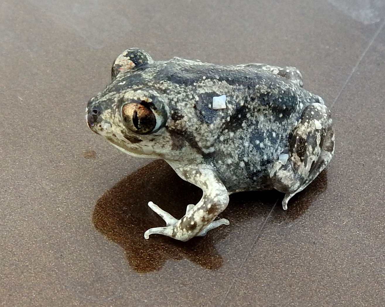 PASARI DIN ROMANIA: AMFIBIENI, Broaste, salamandre, tritoni