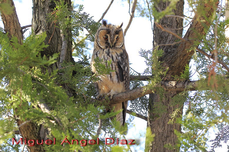 Cuaderno de Campo: Búho chico (Asio otus)