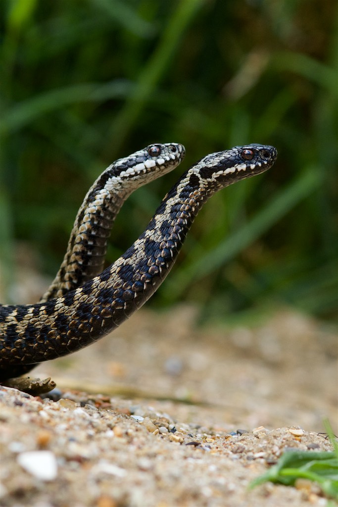 British Wildlife Centre ~ Keeper's Blog: Dance of the Adders 2018