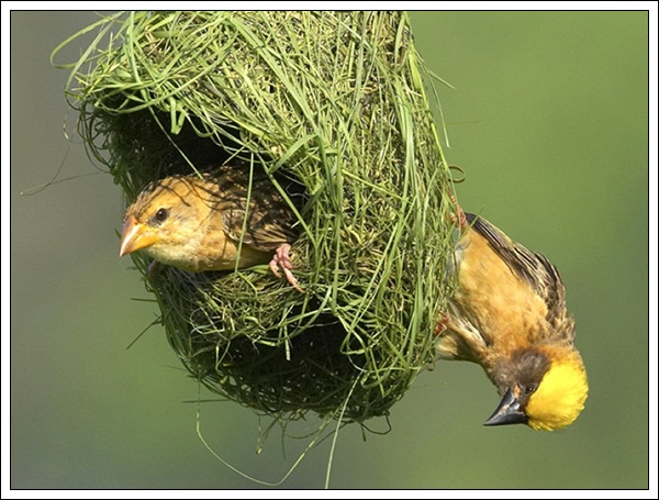 40 Beautiful Pictures of Bird Nest - Bored Art