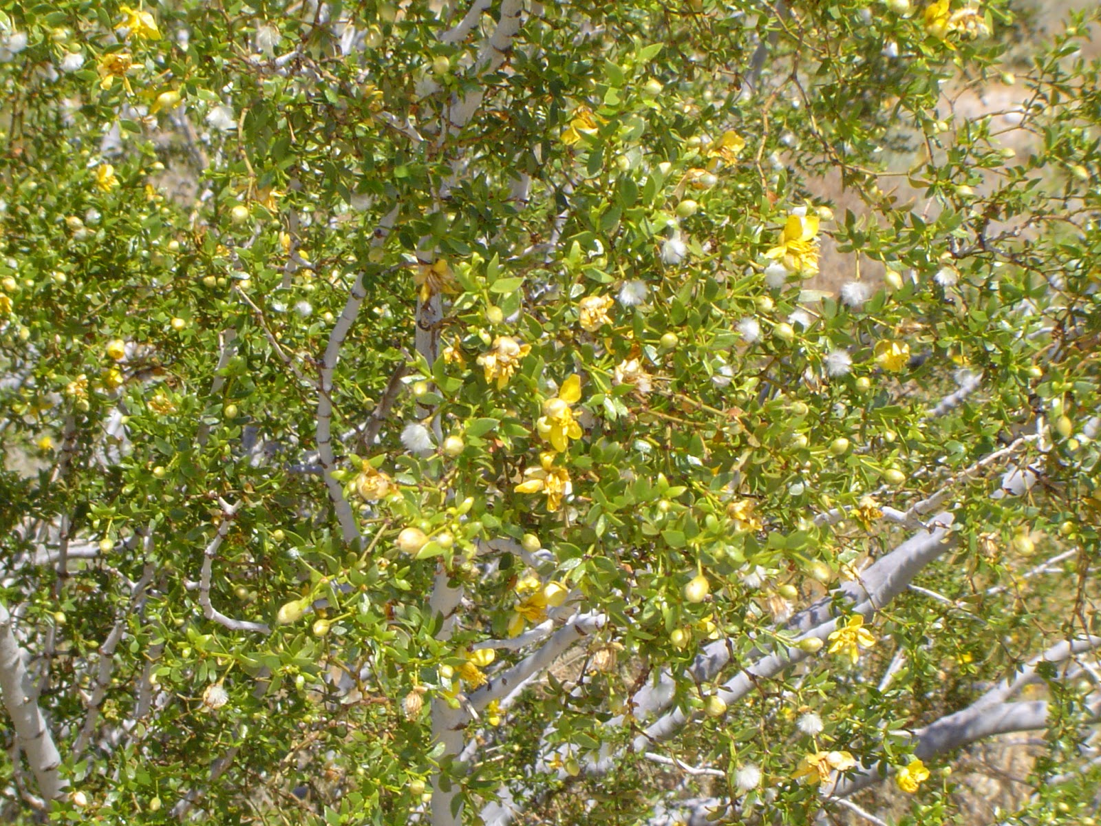 Chaparral, Larrea tridentata - Wildflower School of Botanical Medicine