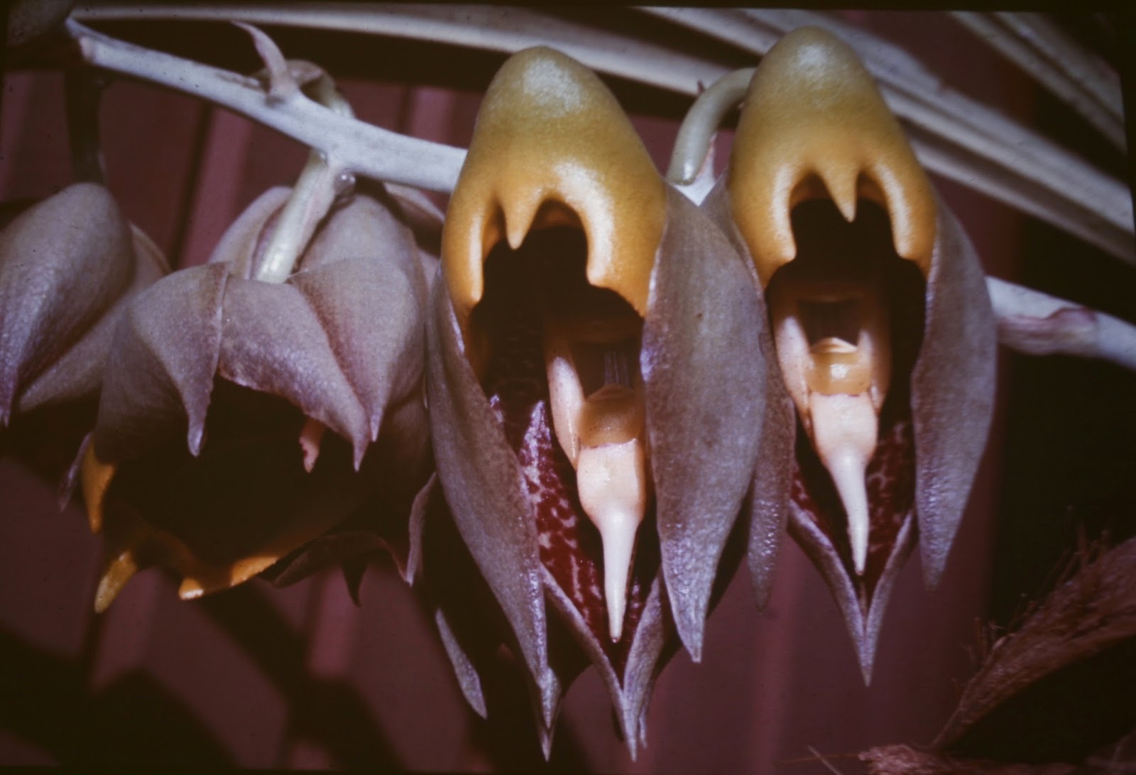 THE VAMPIRE ORCHID - Catasetum macrocarpum |The Garden of Eaden