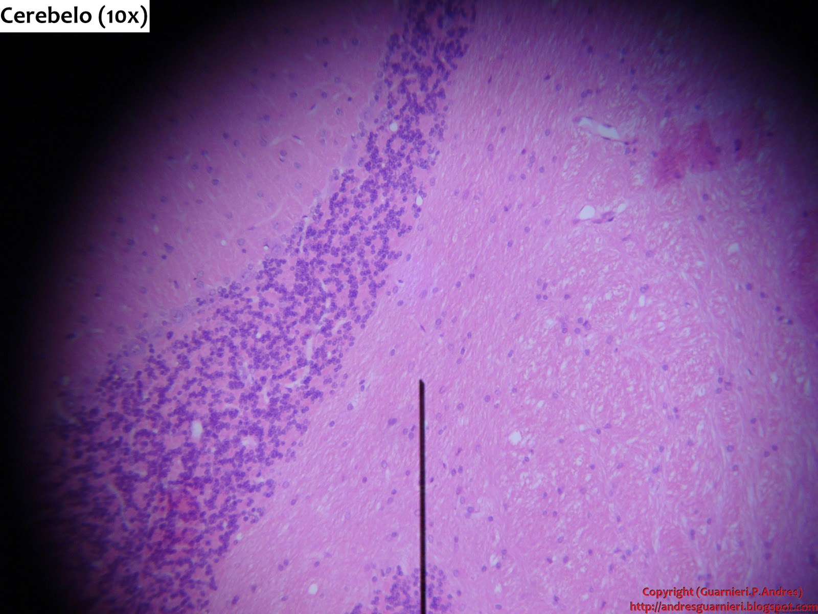 Medicina - Histología Humana / Medicine - Human Histology: Histologia ...