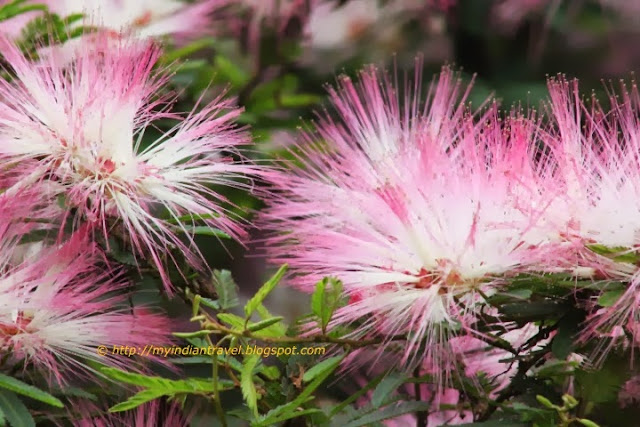 My India Travel: Pink Powder Puff Flower