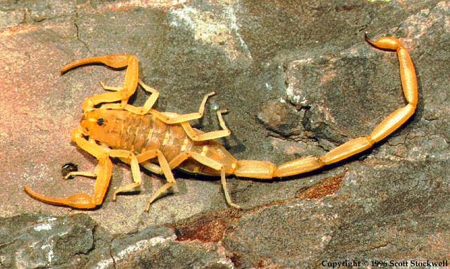 6 Most Poisonous Scorpion In The World - For Fum And Interesting ...