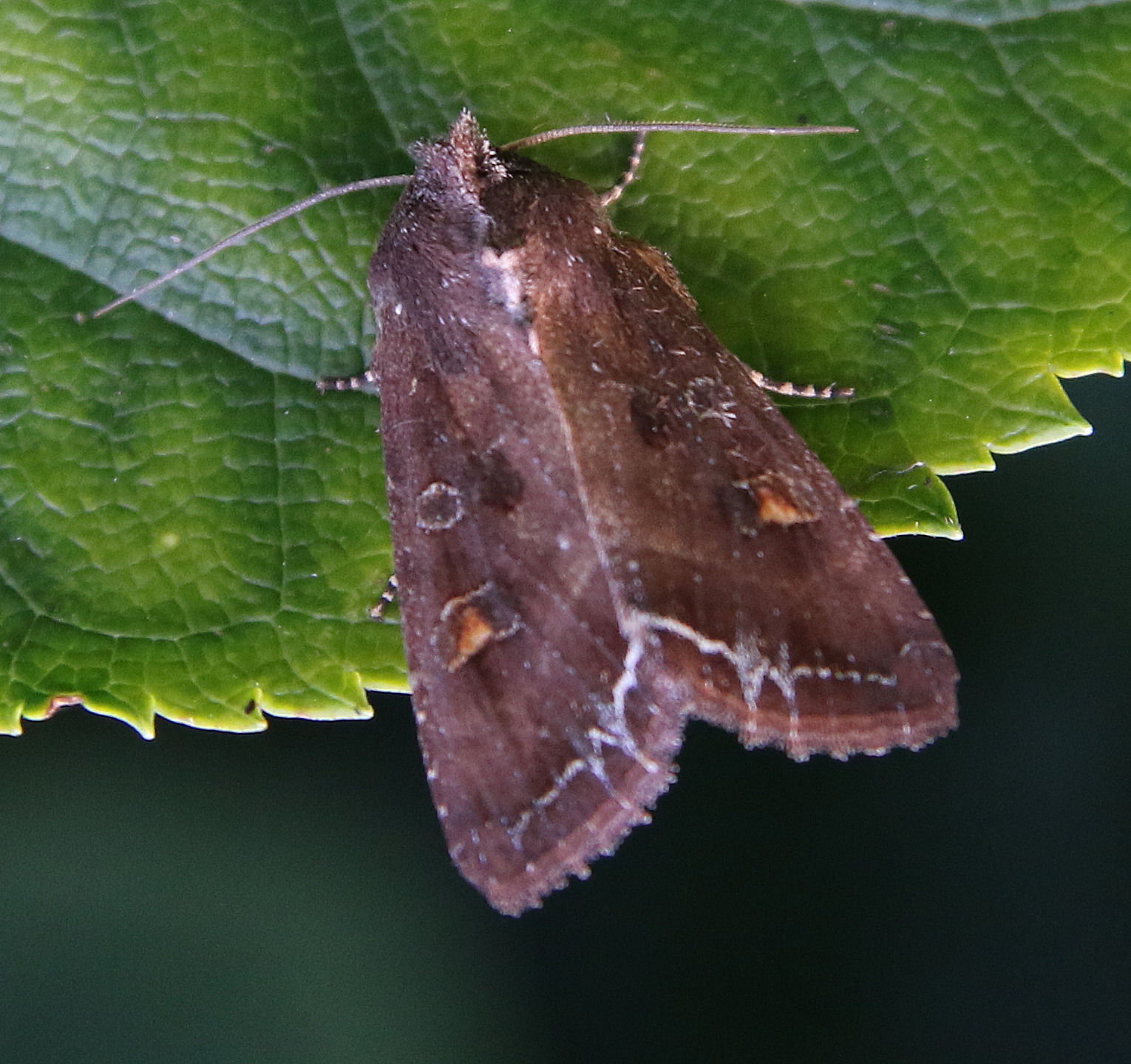 Birding with Flowers: July Moths