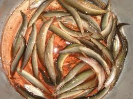 IKAN SILI (Macrognathus aculeautus) TERANCAM PUNAH ~ MEDIA PENYULUHAN ...