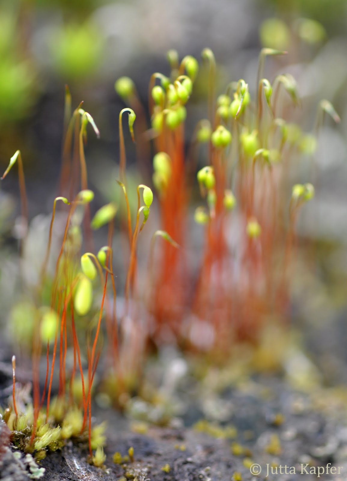 Bryophytes of Central and Northern Europe: Pohlia nutans