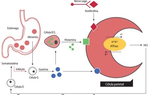 Prof. Dr. Ulysses Fagundes Neto - Gastroenterologia Pediátrica e ...