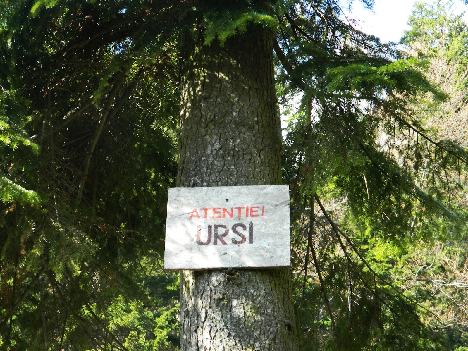 Let's do it...: Plimbare in...Busteni