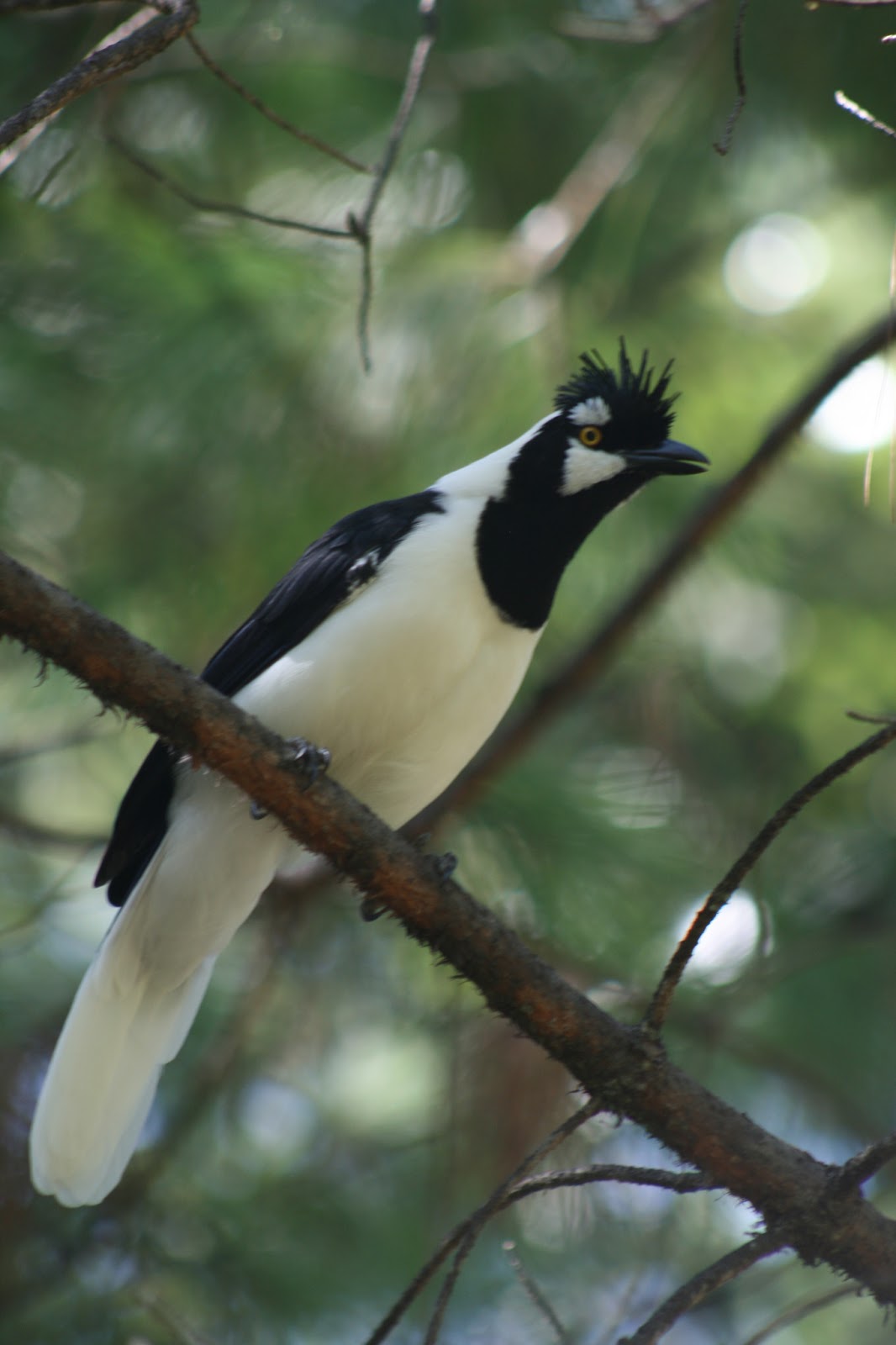 Mary Birds: More photos from Mazatlan - Chara Pinta / Tufted Jay Preserve