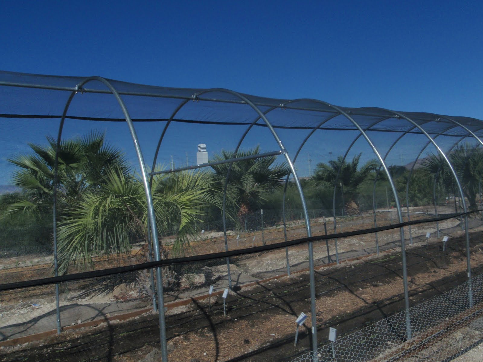 Xtremehorticulture of the Desert: 17 April 2011