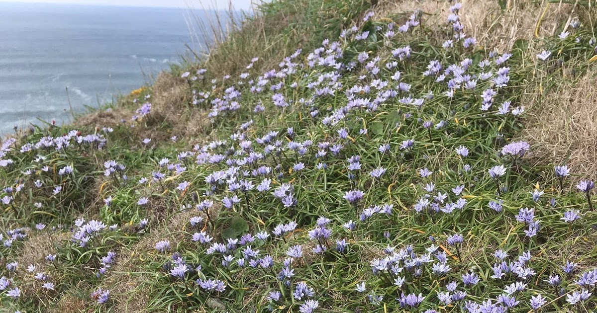 Spring Squill Spectacular*