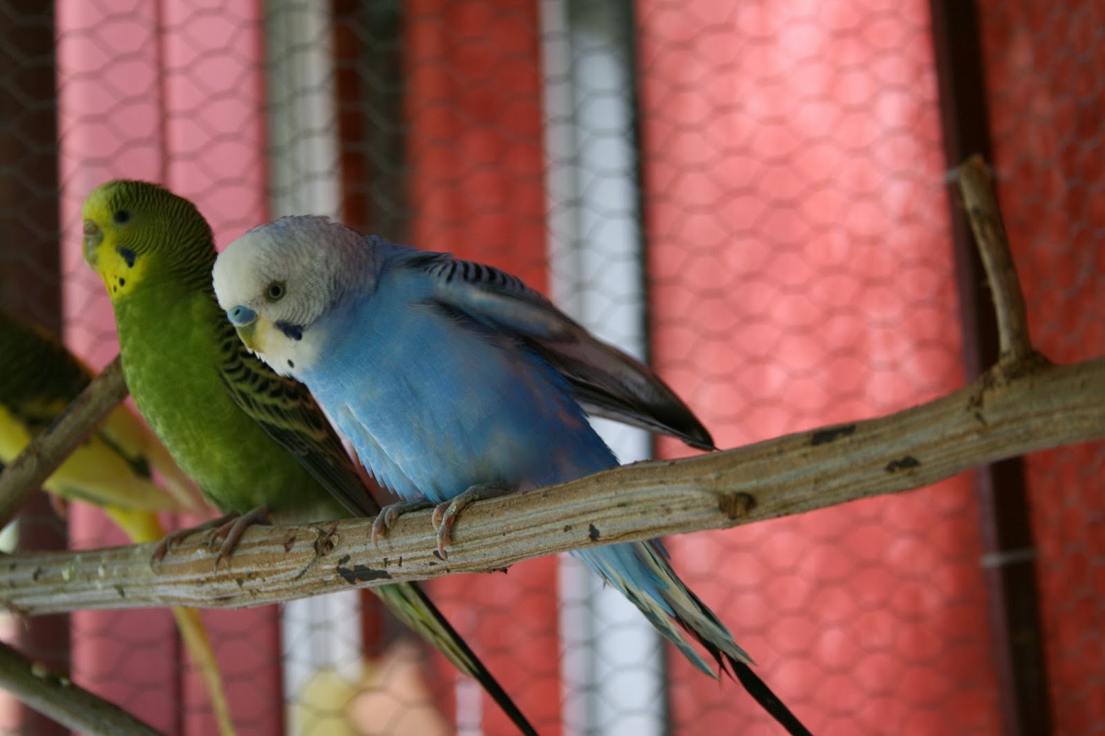 Mis Mascotas: Mis Pericas Australianas