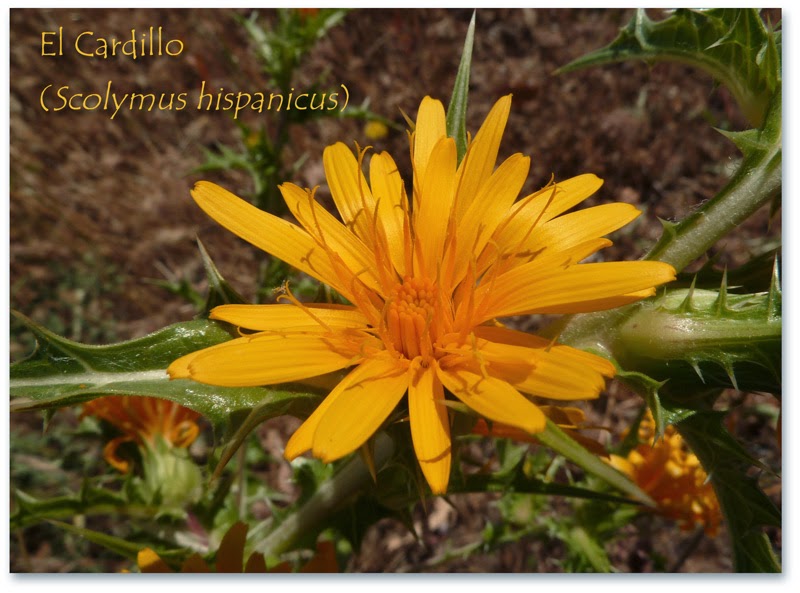 PlantArte en tu Oasis. Paisajismo y naturaleza para todos.: Plantas de ...