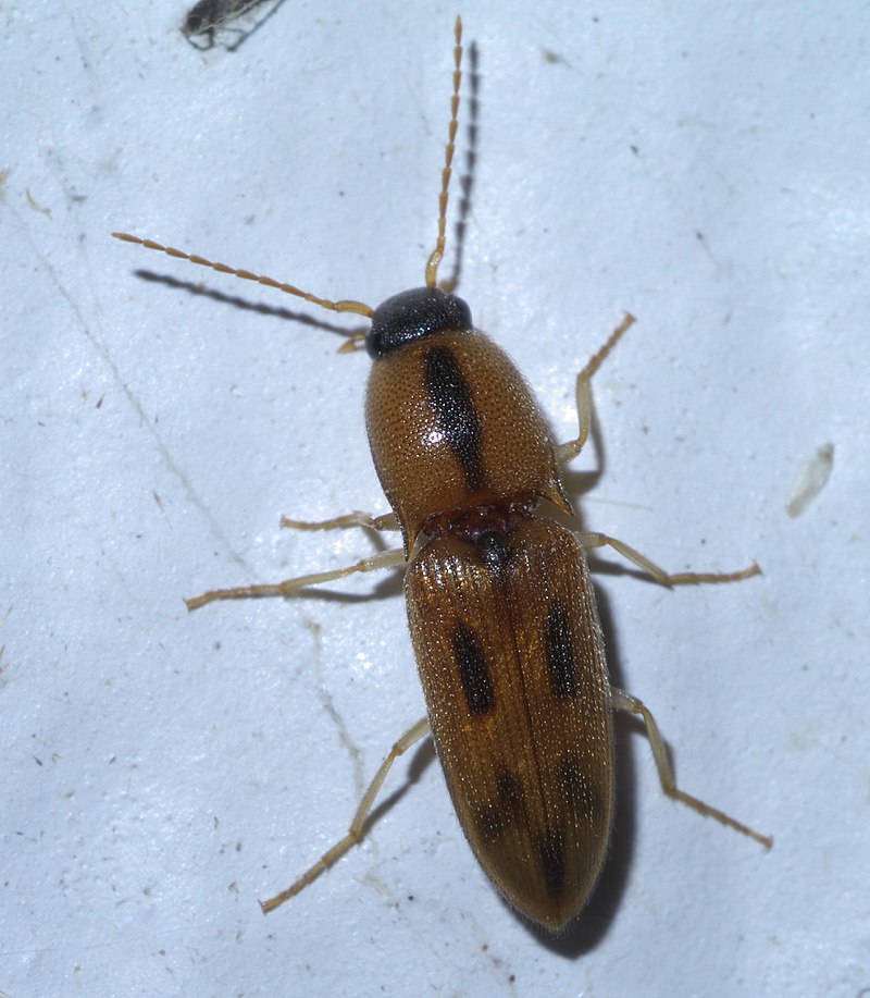 I MIEI SOGNI D'ANARCHIA - Calabria Anarchica: Eolo - Aeolus